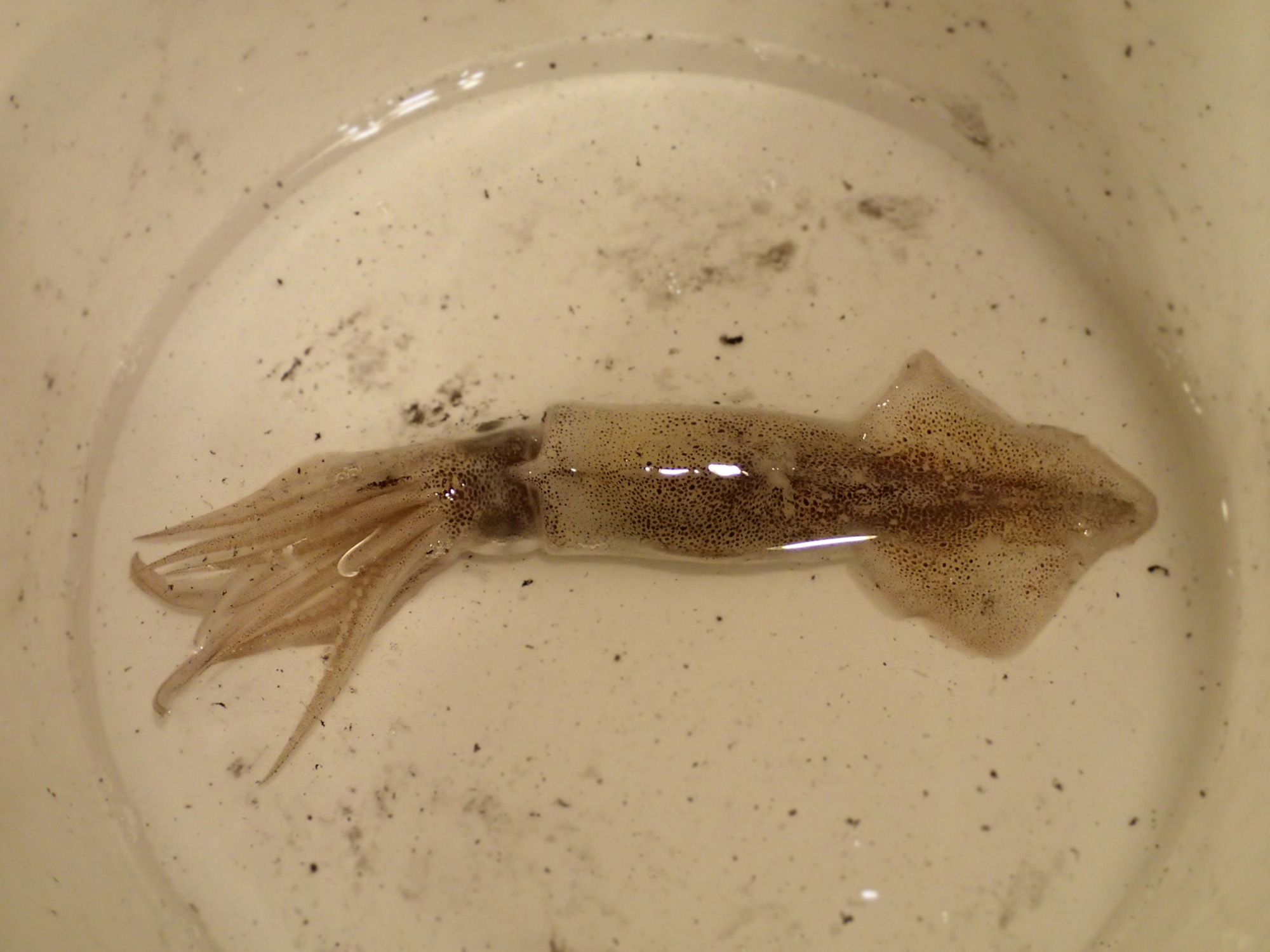 I Squid You Not – CatchSnapRelease.com