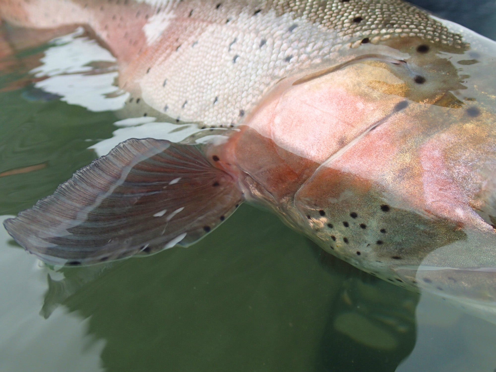 Pyramid Lore – CatchSnapRelease.com