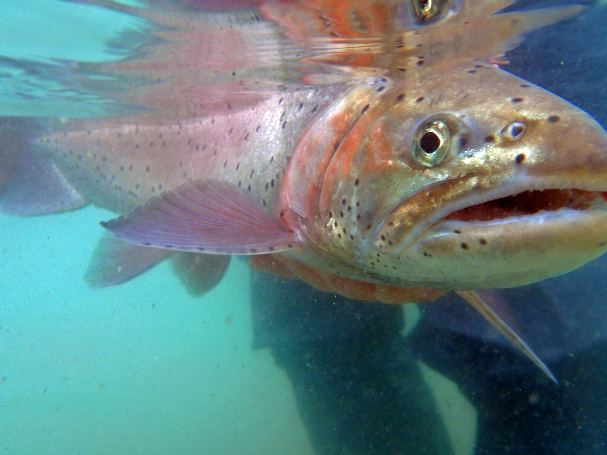 Pyramid Lore – CatchSnapRelease.com